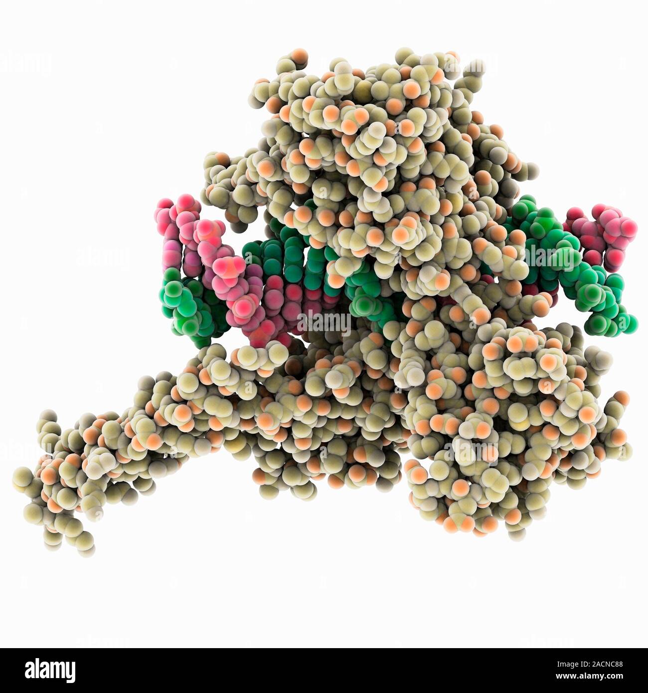 Type I topoisomerase bound to DNA. Molecular model showing a type I ...