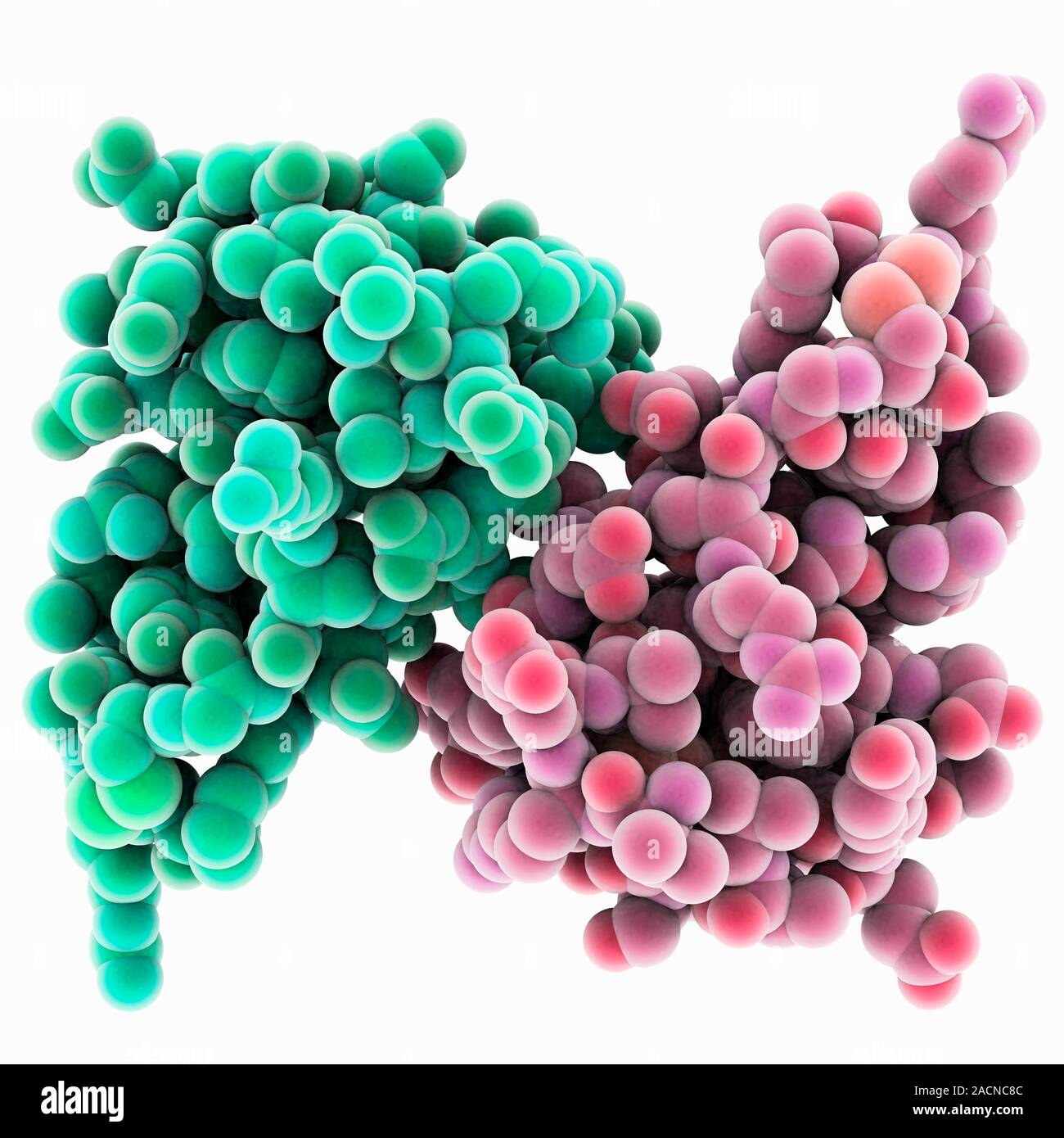 Amyloid precursor protein. Molecular model showing the structure of the ...