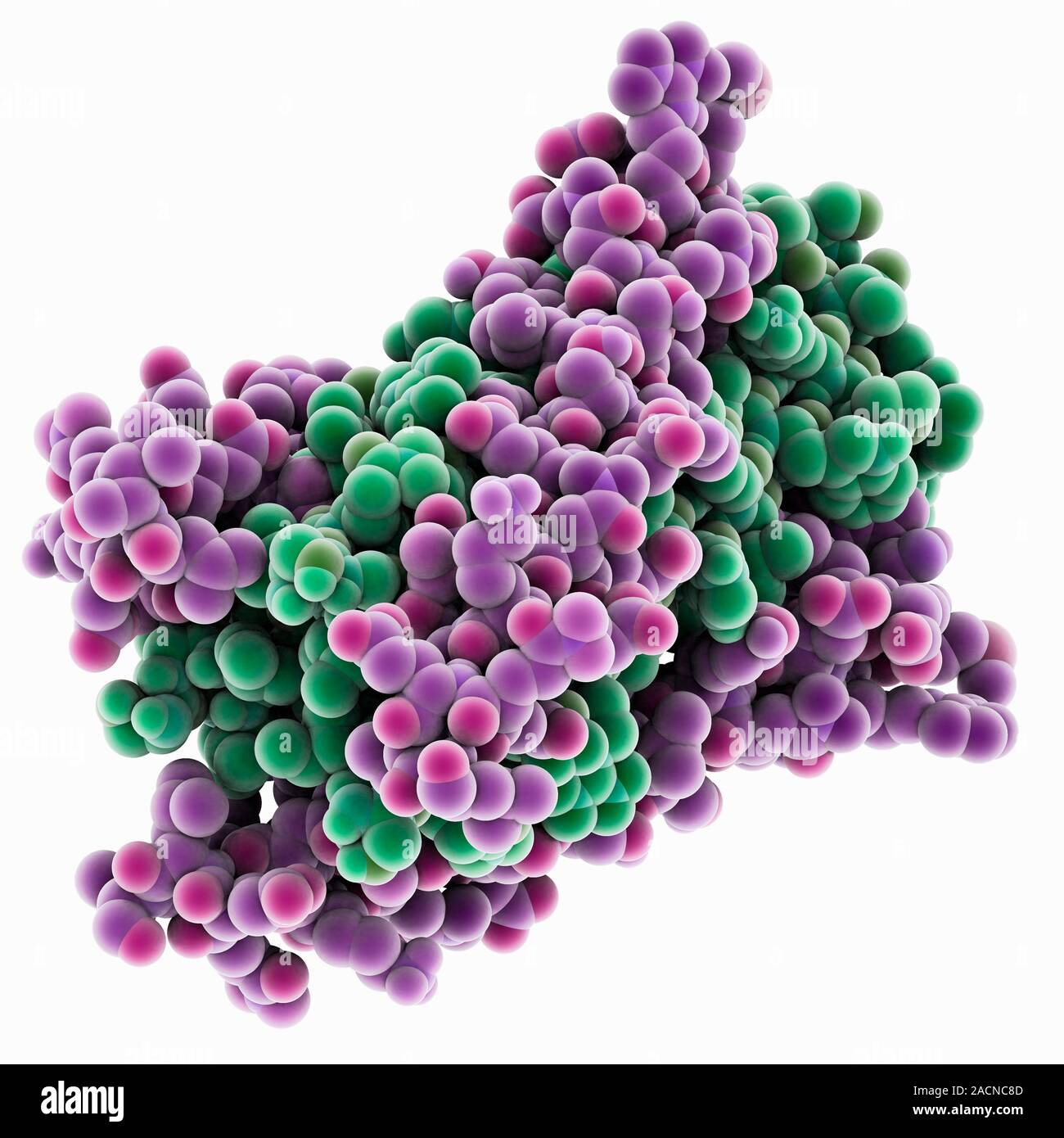 HIV gp41 glycoprotein. Model showing the molecular structure of the ...