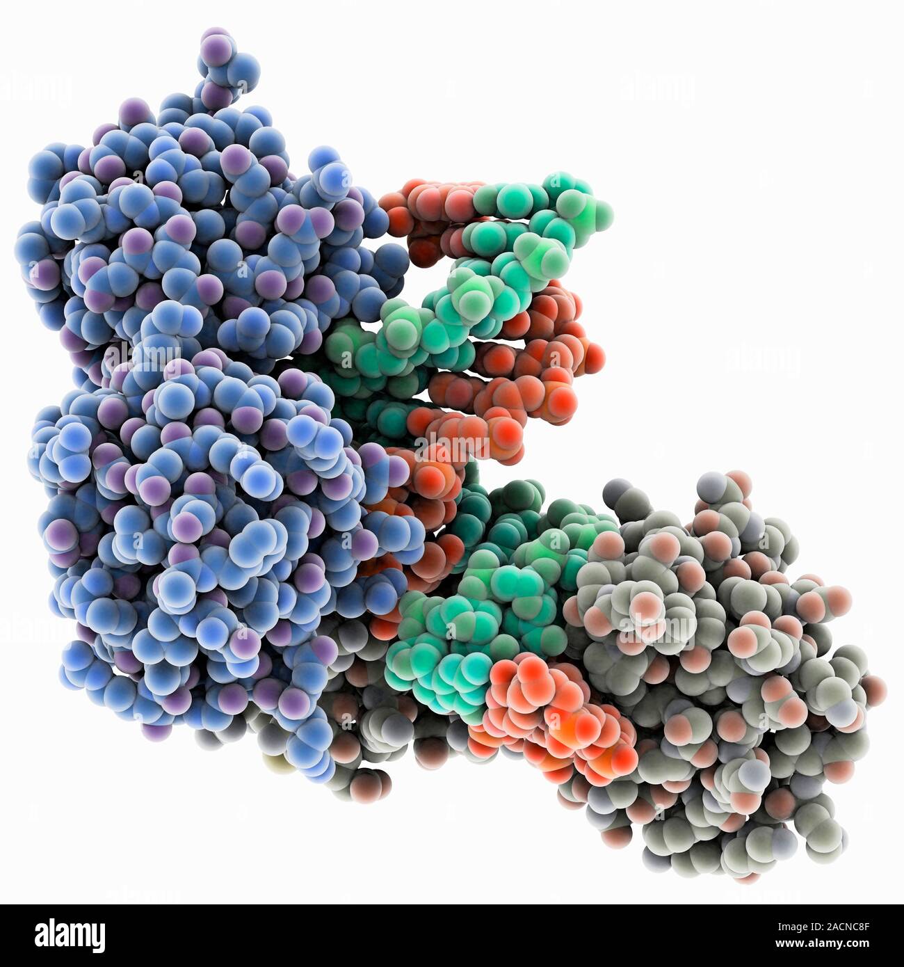TATA box-binding protein complex. Molecular model showing a TATA box-binding protein (TBP, khaki ...