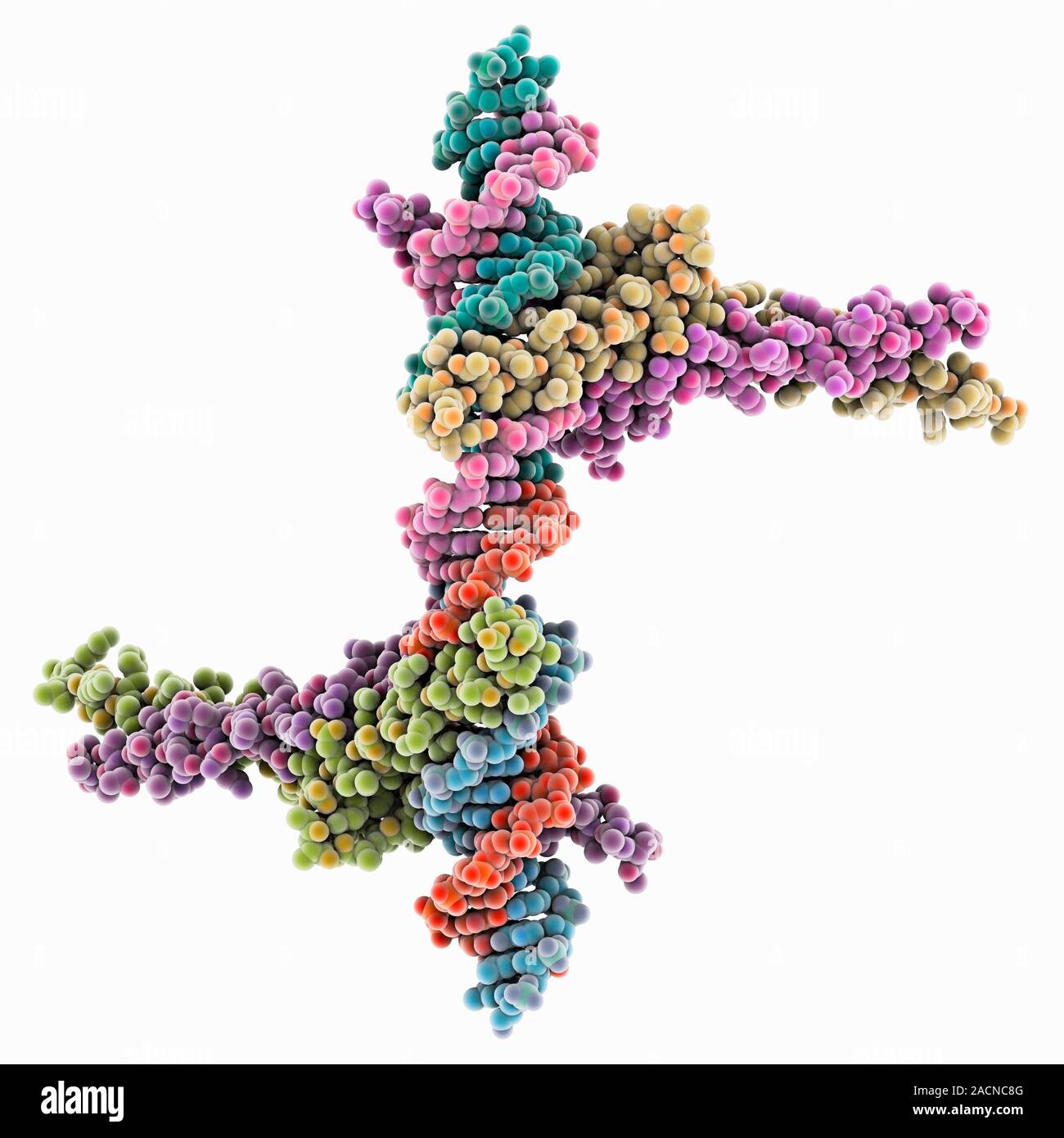 Transcription factor complexed with DNA. Computer model showing sterol ...