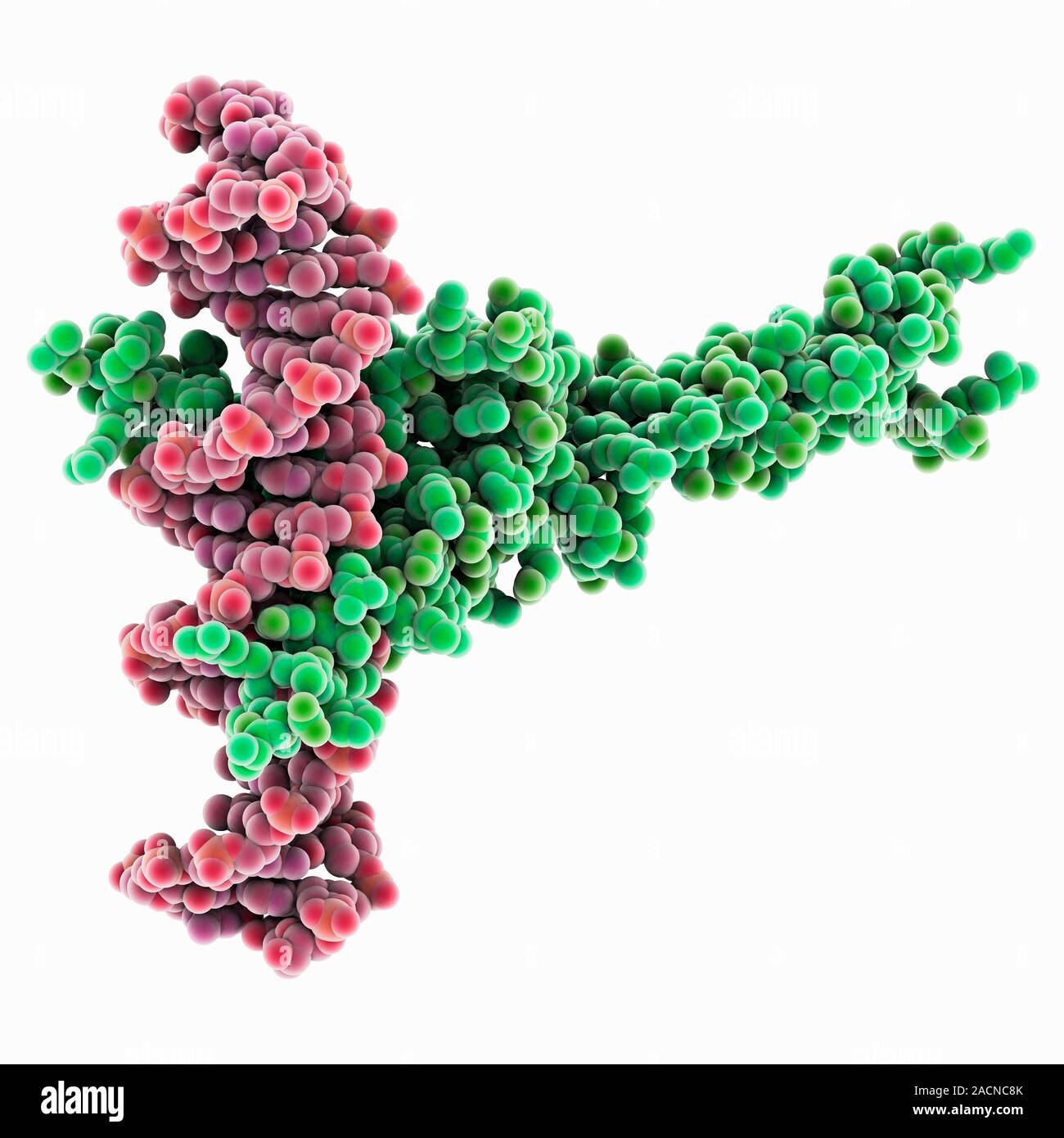 Transcription factor complexed with DNA. Computer model showing a max ...