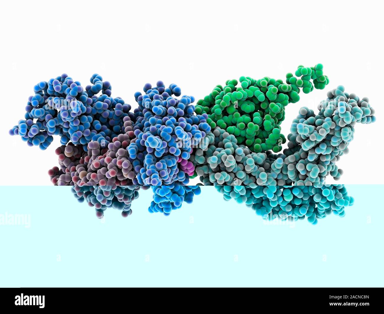 Human immune response molecule complex. Molecular model showing a human ...