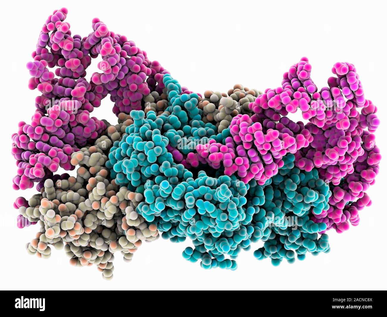Aspartyl-tRNA synthetase protein molecule. Molecular model showing the ...