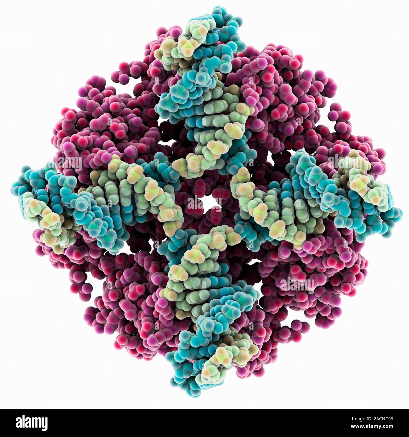 E. coli Holliday junction complex. Molecular model of a RuvA protein ...