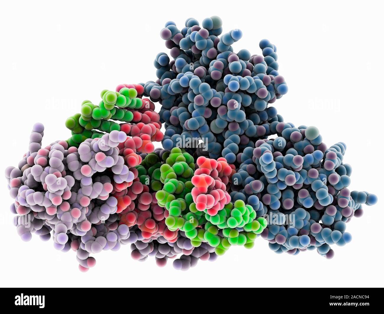 TATA box-binding protein complex. Molecular model showing a TATA box ...