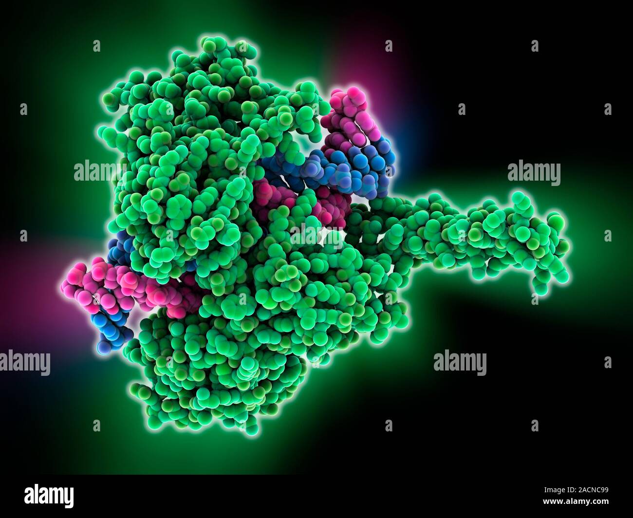 Type I topoisomerase bound to DNA. Molecular model showing a type I ...