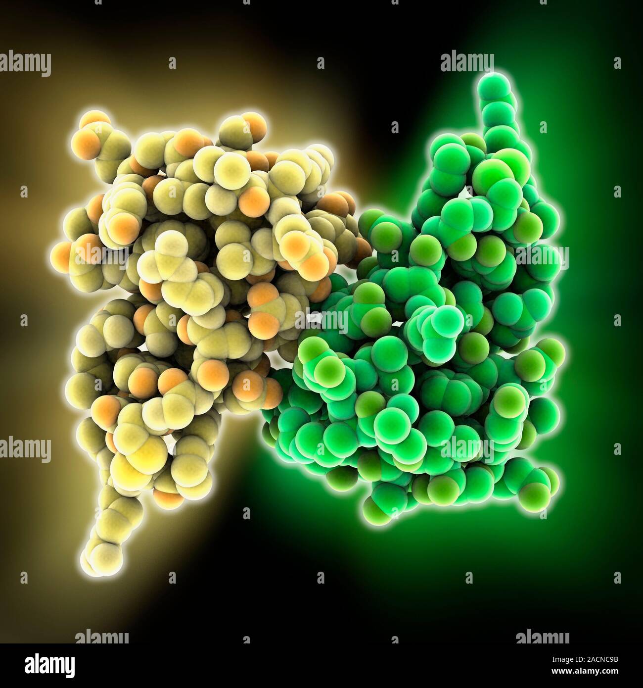 Amyloid Precursor Protein Molecular Model Showing The Structure Of The