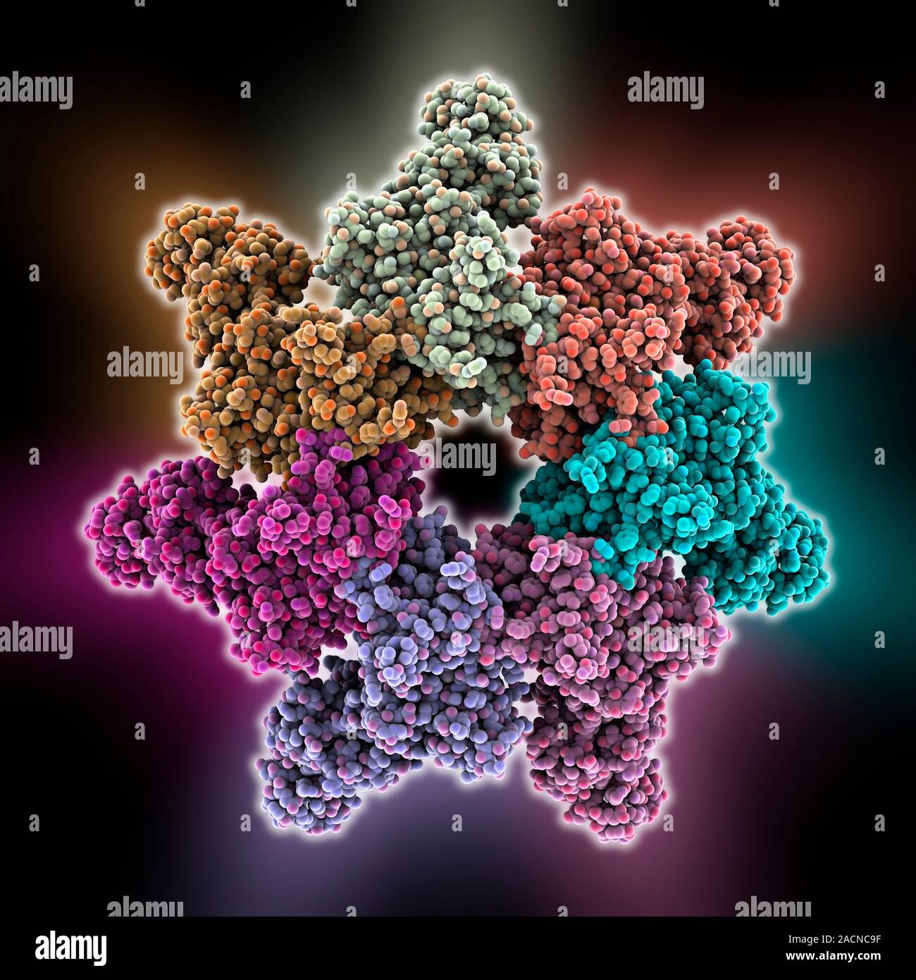 Anthrax protective antigen molecule. Computer model showing the ...