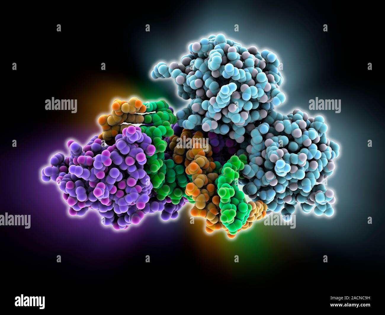 TATA box-binding protein complex. Molecular model showing a TATA box ...