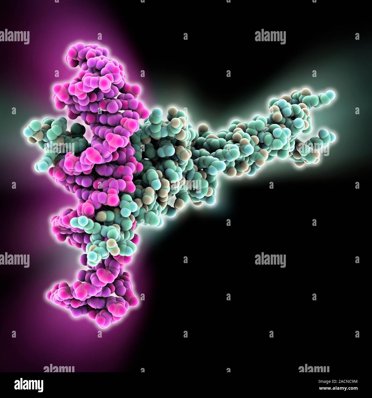 Transcription factor complexed with DNA. Computer model showing a max ...