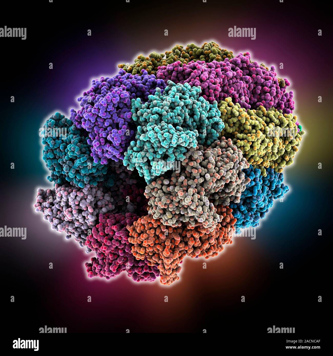 Chaperonin protein complex. Molecular model showing the structure of a ...