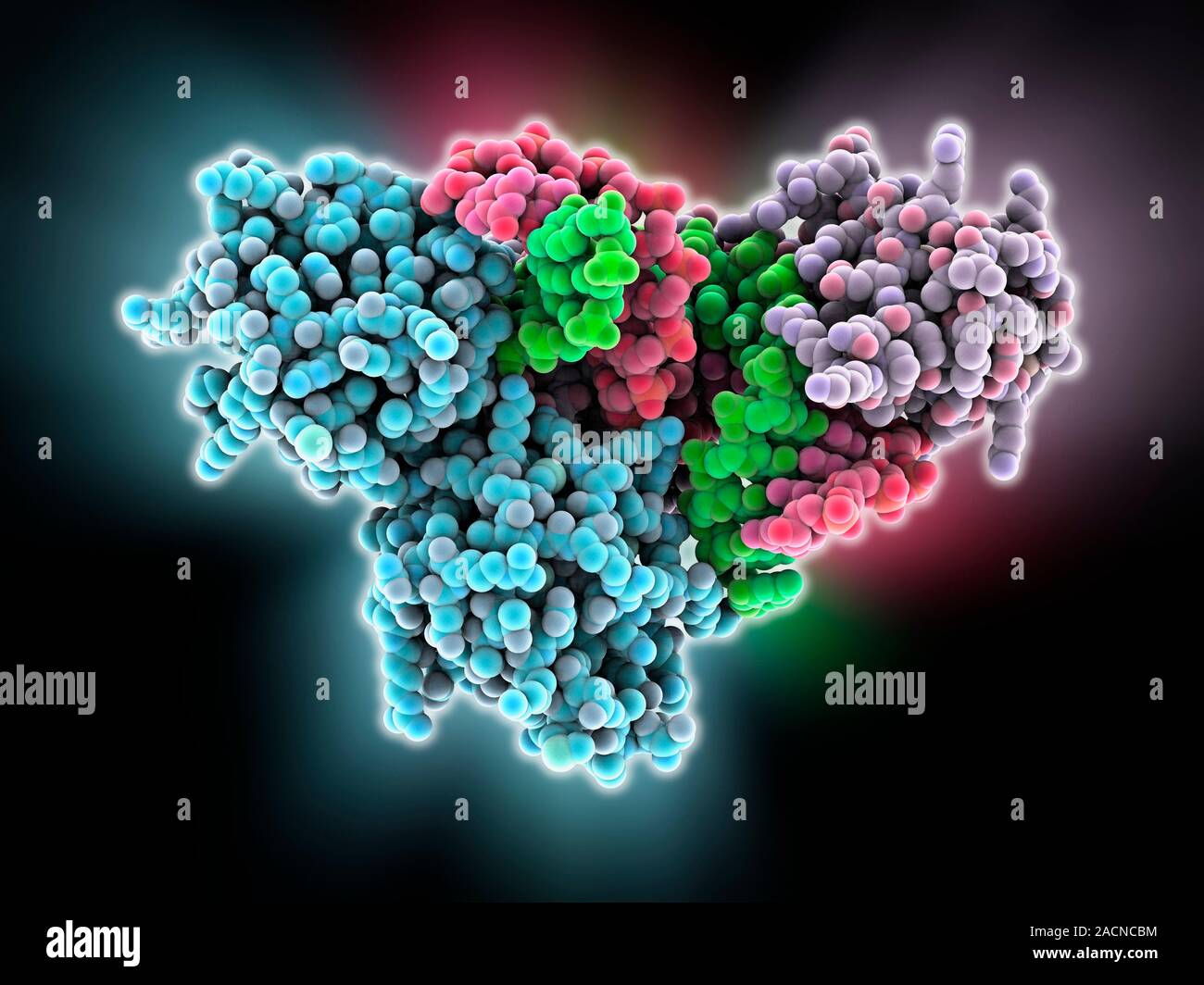 TATA box-binding protein complex. Molecular model showing a TATA box ...