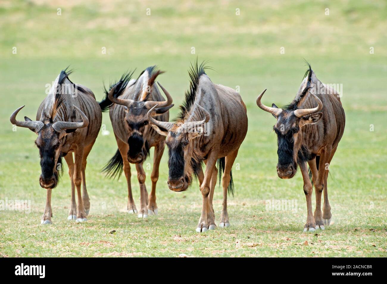 Blue wildebeest. The blue, or common, wildebeest (Connochaetes taurinus ...