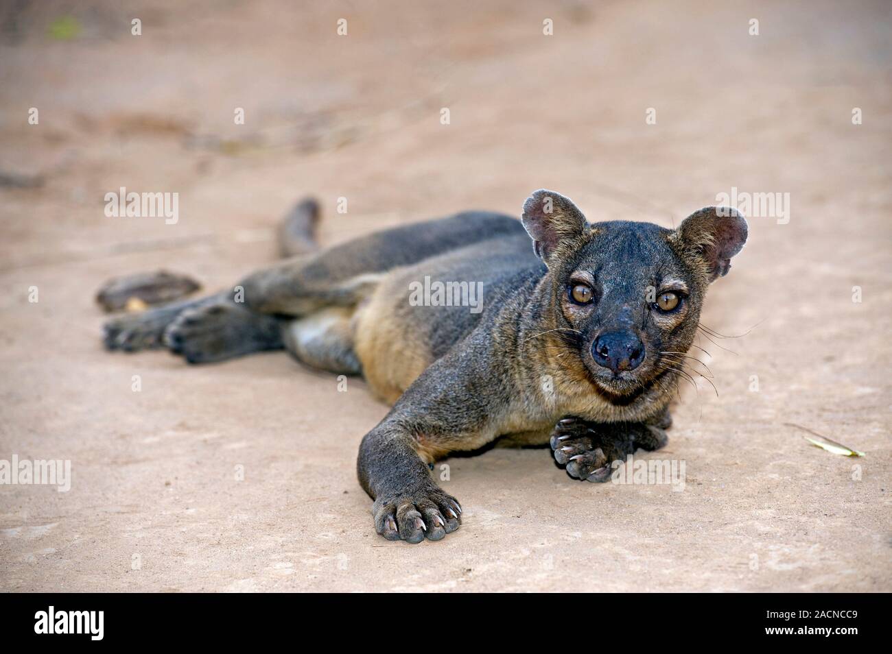Fossa resting. The fossa (Cryptoprocta ferox) is a cat-like carnivorous ...
