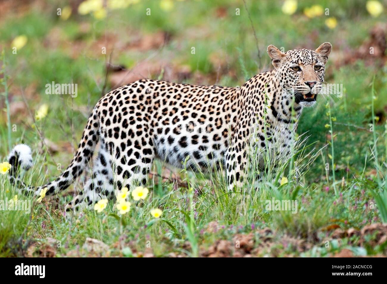 Leopard in a meadow. Leopards (Panthera pardus) hunt small prey such as ...