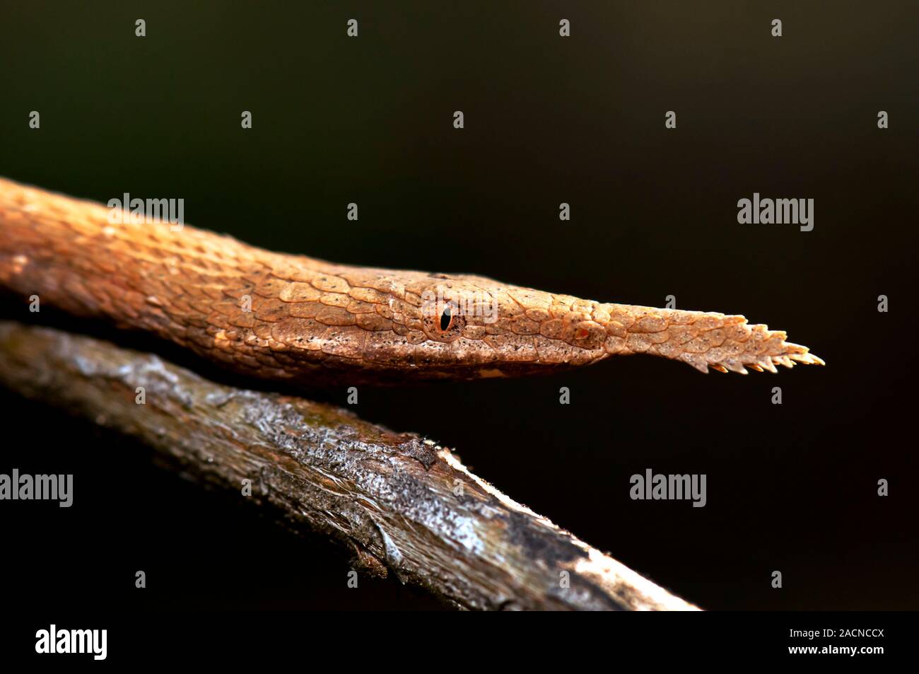 Spear-nosed snake. Close-up of the head of a Madagascan spear-nosed, or ...