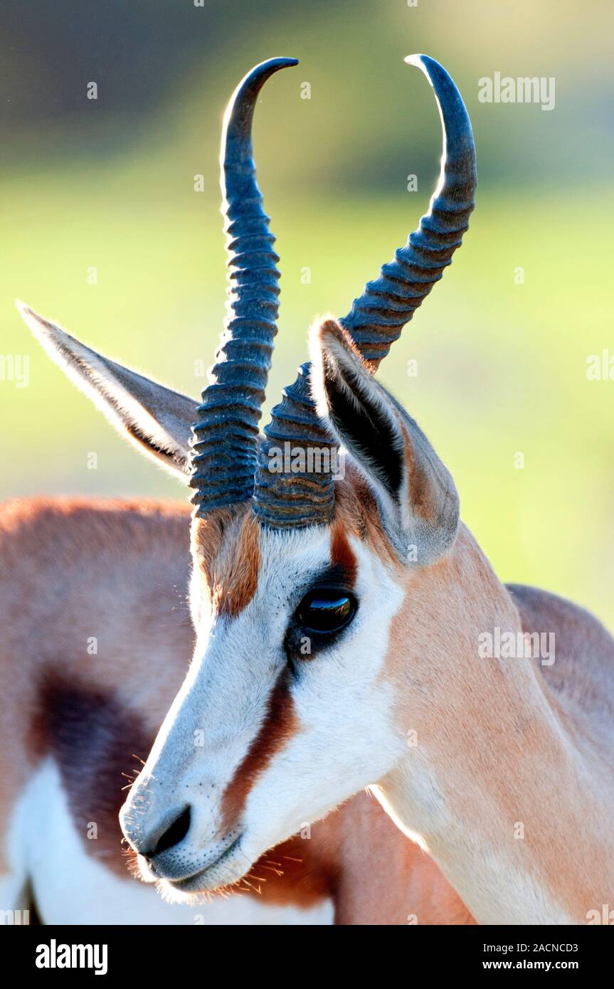 Springbok. The springbok (Antidorcas marsupialis) is a medium-sized ...