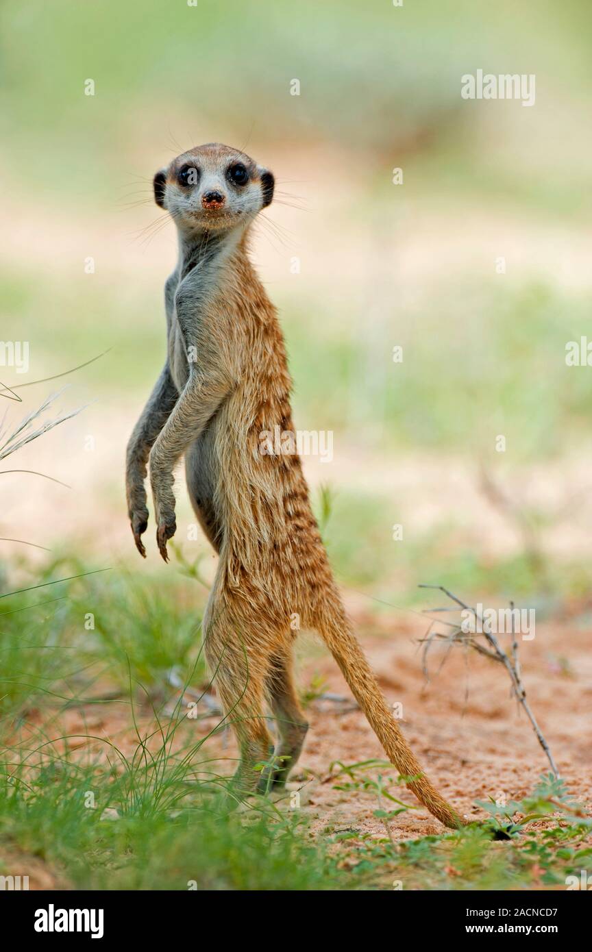 Meerkat keeping watch for predators. The meerkat (Suricata suricatta ...