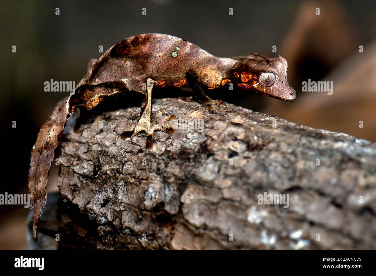 Satanic leaftail gecko (Uroplatus phantasticus) on a log. Leaftail ...