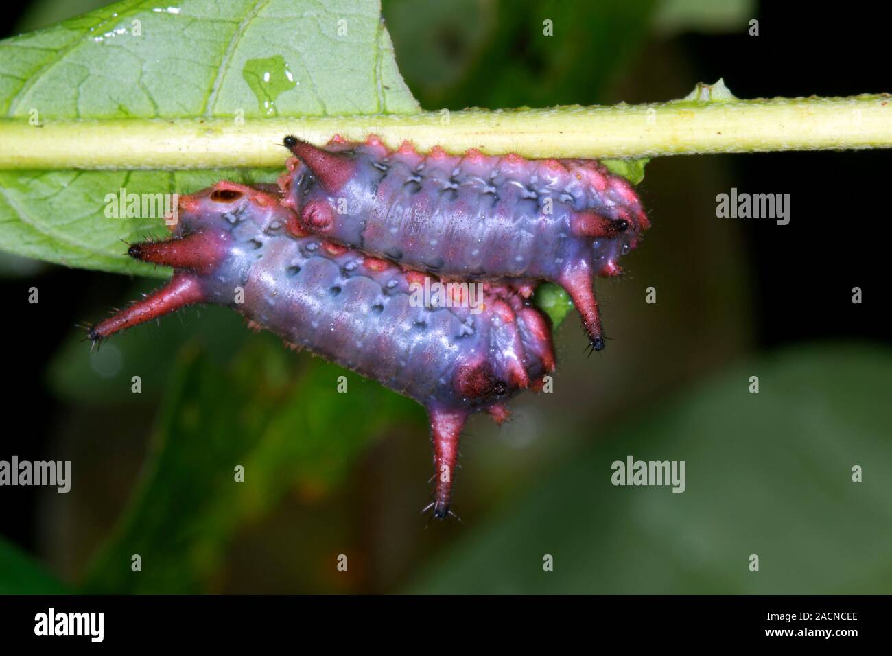 Tropical caterpillars eating a leaf. Photographed in Rio Bigal ...