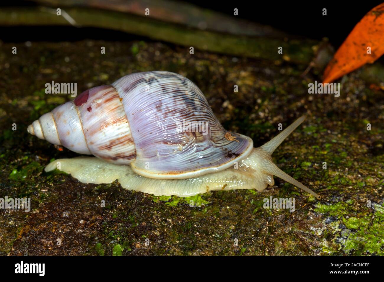 Tropical snail. Land snail in the rainforest undergrowth. Photographed ...