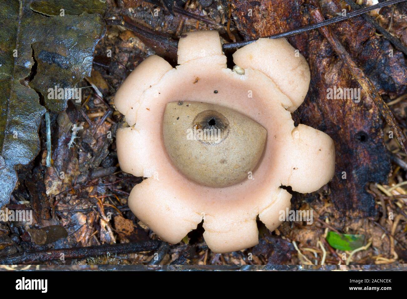 Earthstar (Geastrum sp.) fungus in leaf litter. This fungus releases ...