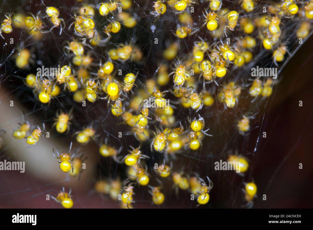 Baby spiders. Newly hatched baby spiders on a web. Photographed in Rio ...
