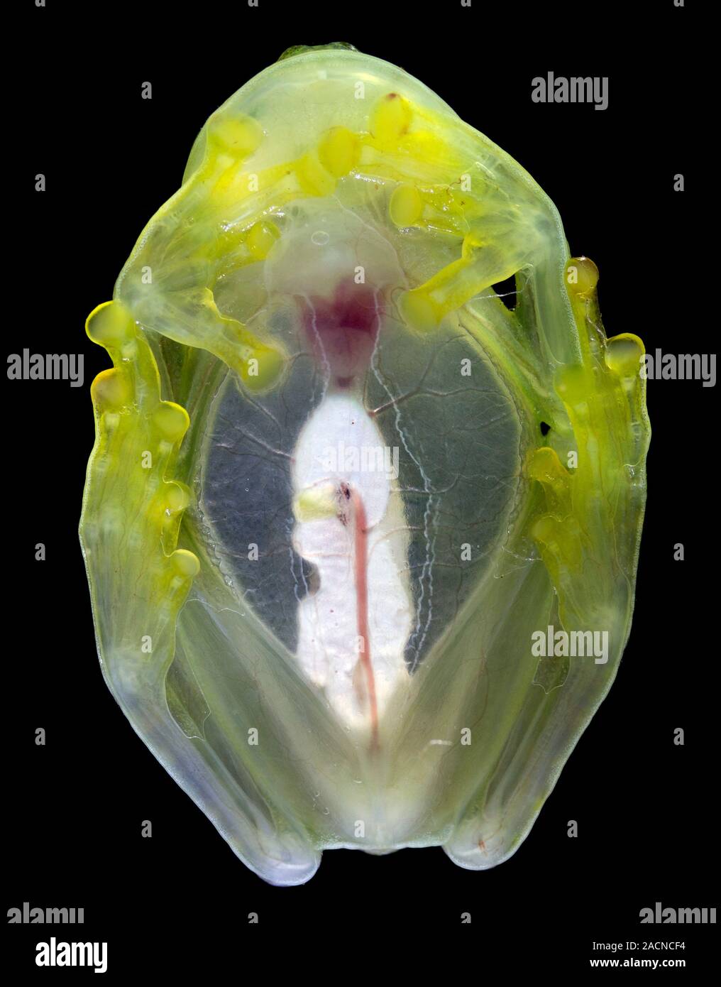 Glass frog. Close-up of the underside of a glass frog ...