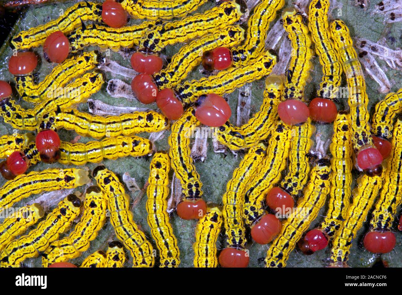 Tropical caterpillars. Recently hatched caterpillars on a leaf ...