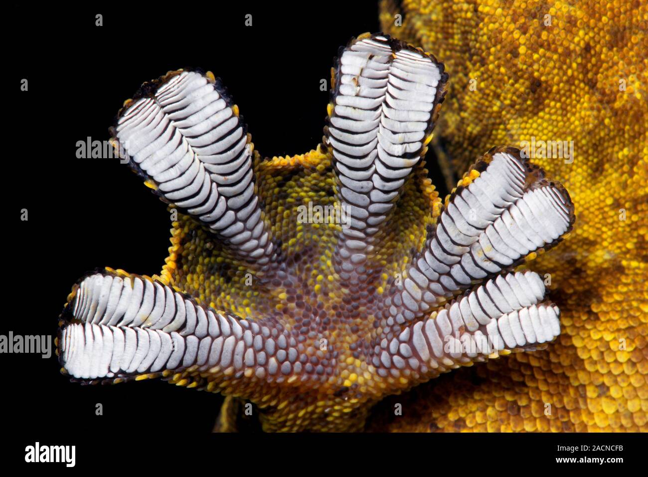 Gecko foot. Close-up of the foot of a southern turniptail gecko ...