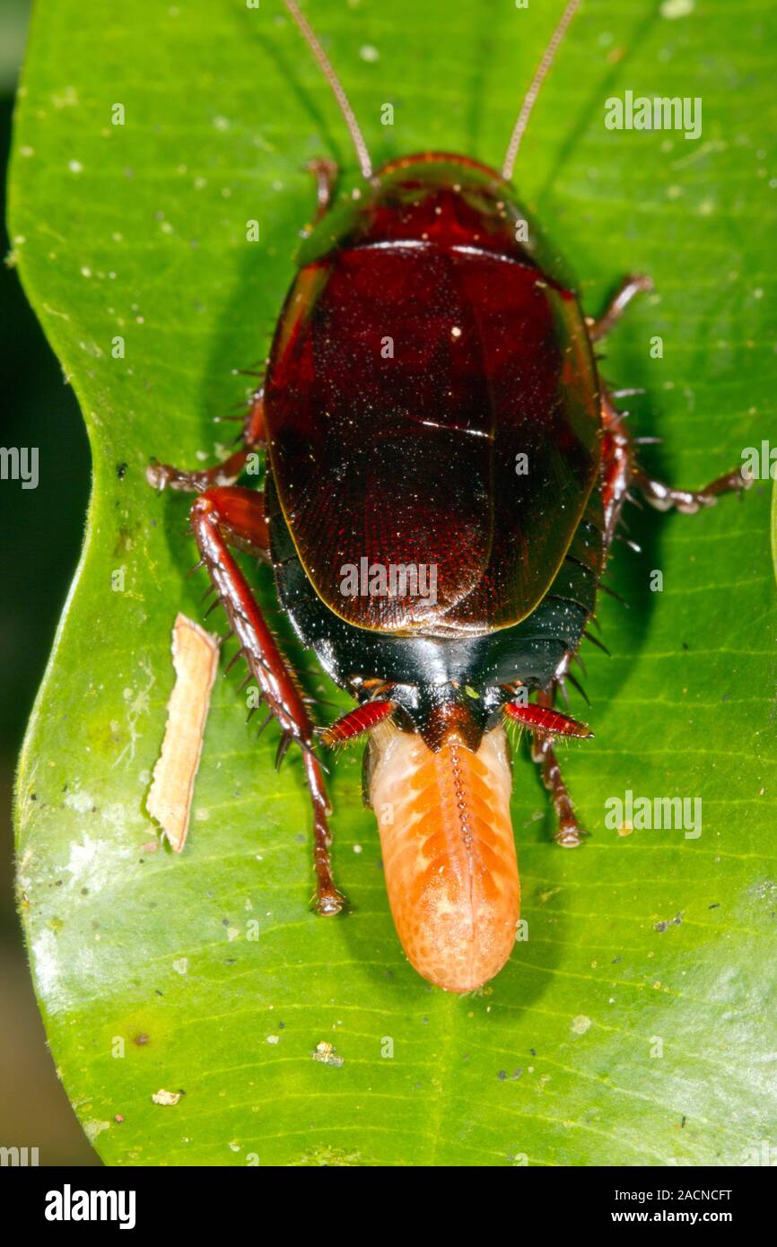 Cockroach with eggs. Close-up of a cockroach (order Blattaria) with an ...