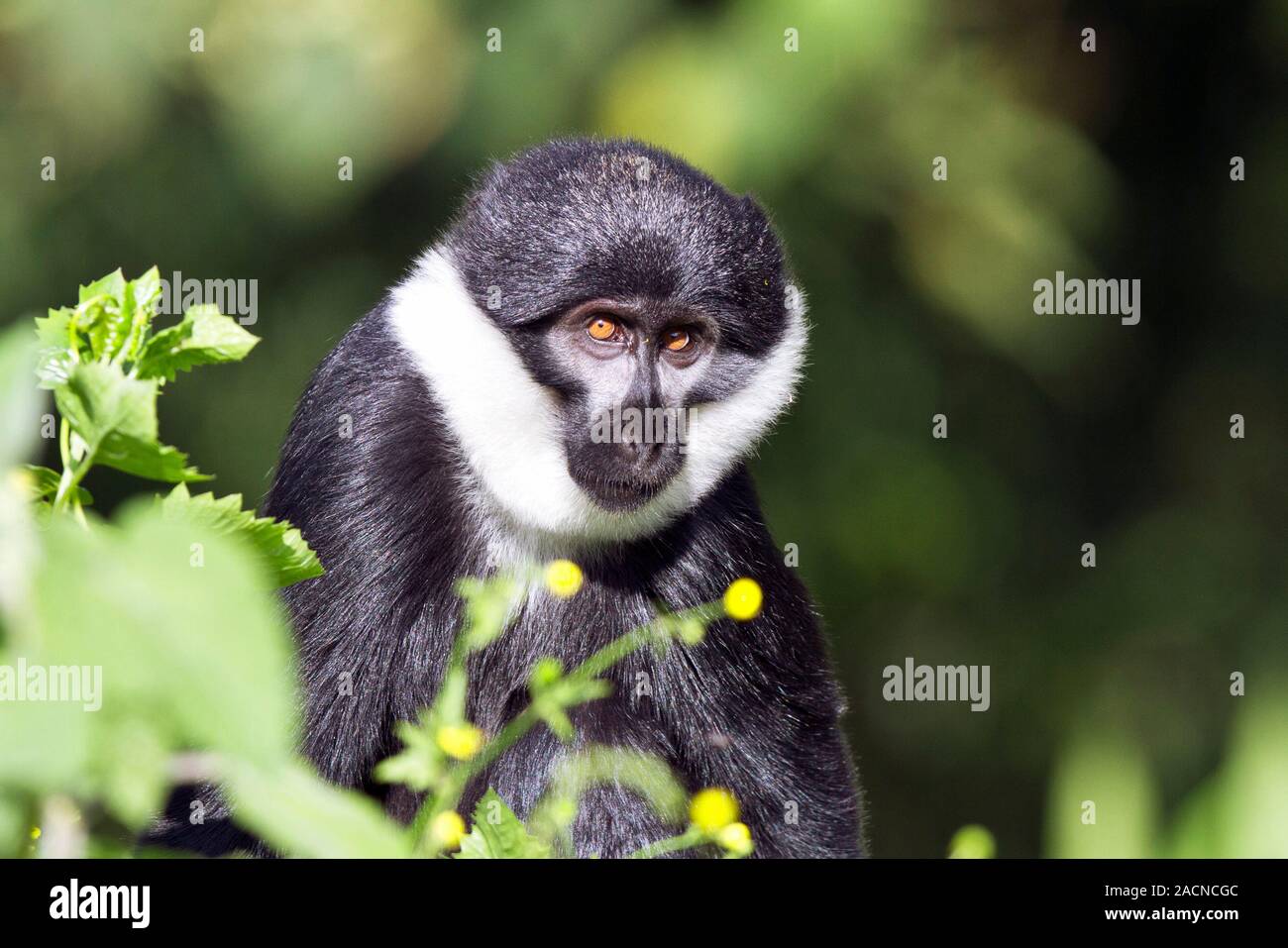 L'Hoest's monkey (Cercopithecus kandti). L'Hoest's monkey ...