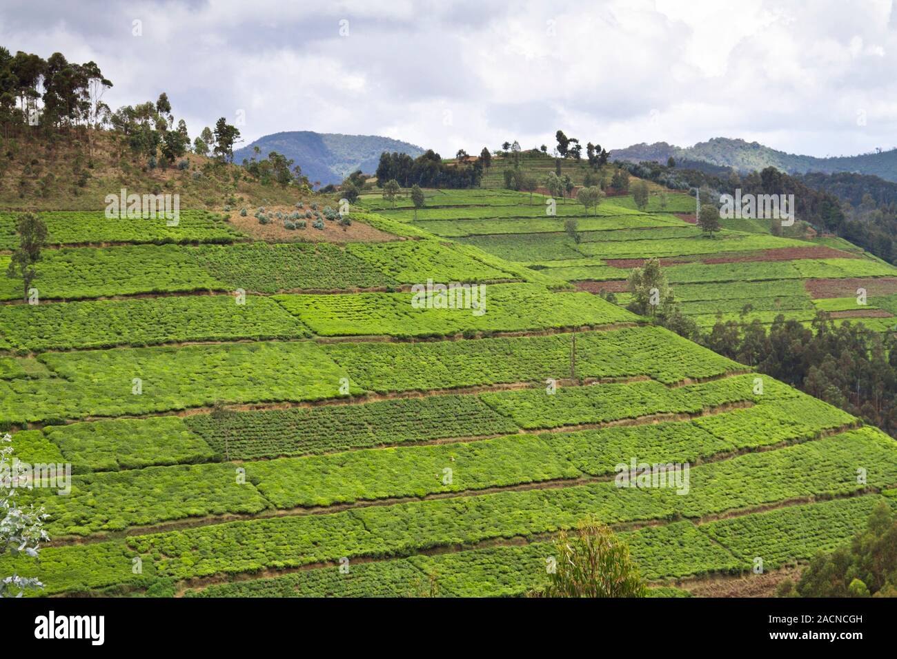 Tea plantation. View over fields of tea (Camellia sinensis) plants ...