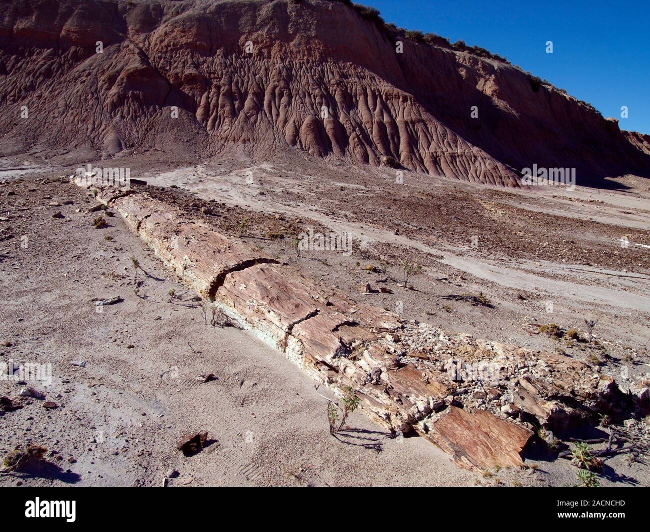 Petrified forest. Fossilised remains of tree trunks embedded in the ...