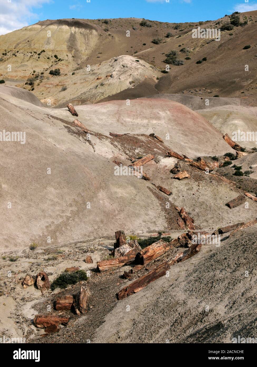 Petrified forest. Fossilised remains of tree trunks. Petrification is a ...