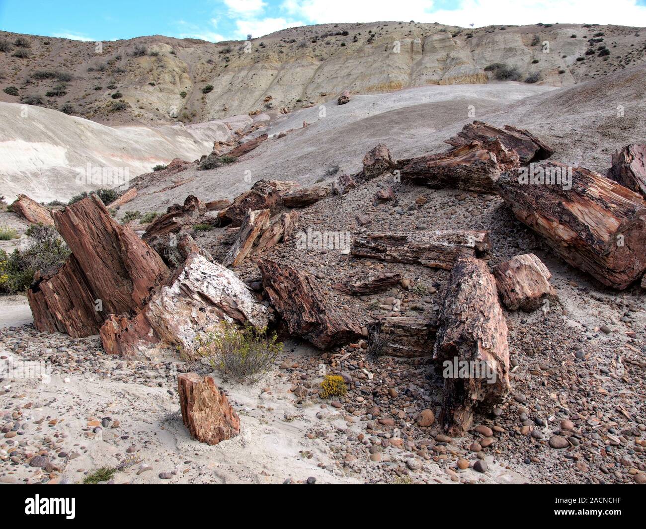 Petrified forest. Fossilised remains of tree trunks. Petrification is a ...