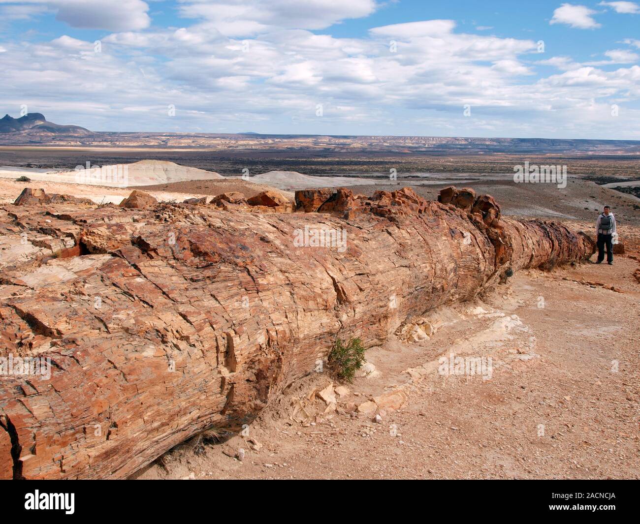 Petrified forest. Fossilised remains of tree trunks. Petrification is a ...