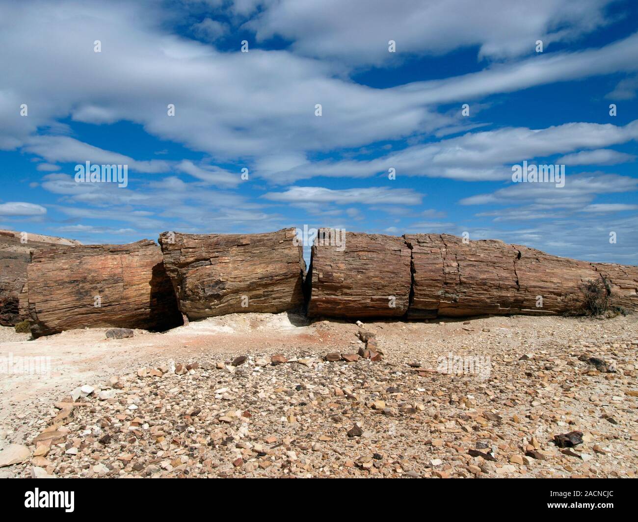 Petrified forest. Fossilised remains of tree trunks. Petrification is a term used to describe ...