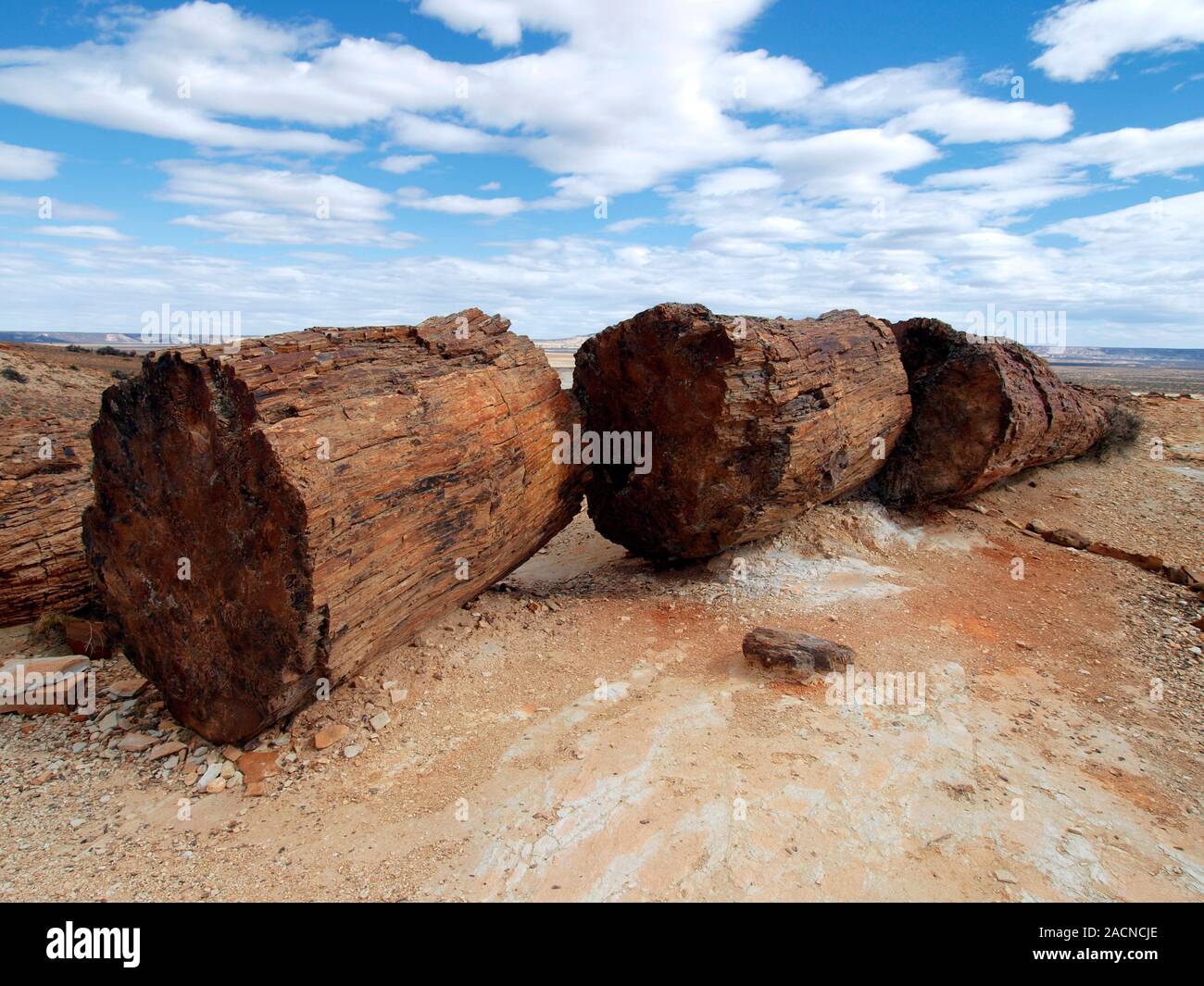 Petrified forest. Fossilised remains of tree trunks. Petrification is a ...