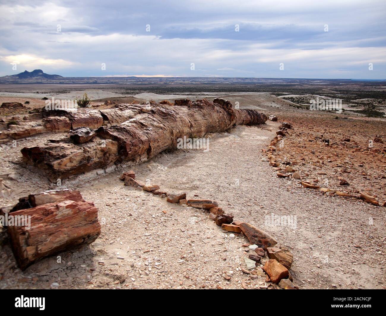 Petrified forest. Fossilised remains of tree trunks. Petrification is a ...