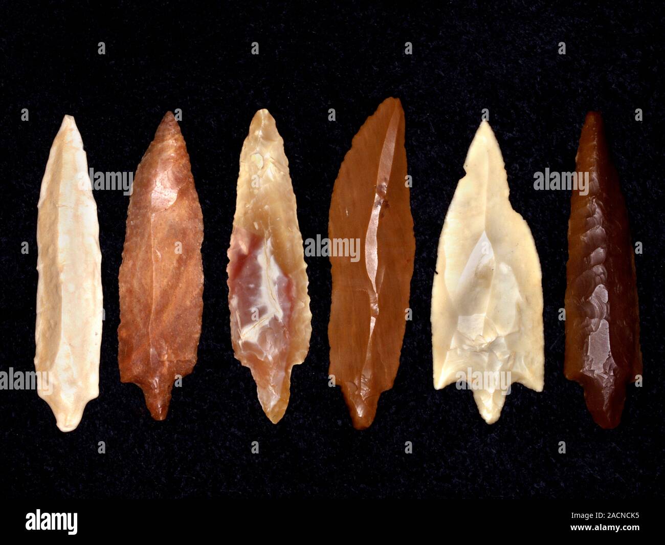 Neolithic flint arrowheads. Stone-age flint arrowheads dating from around 8,000 to 10,000 years ...