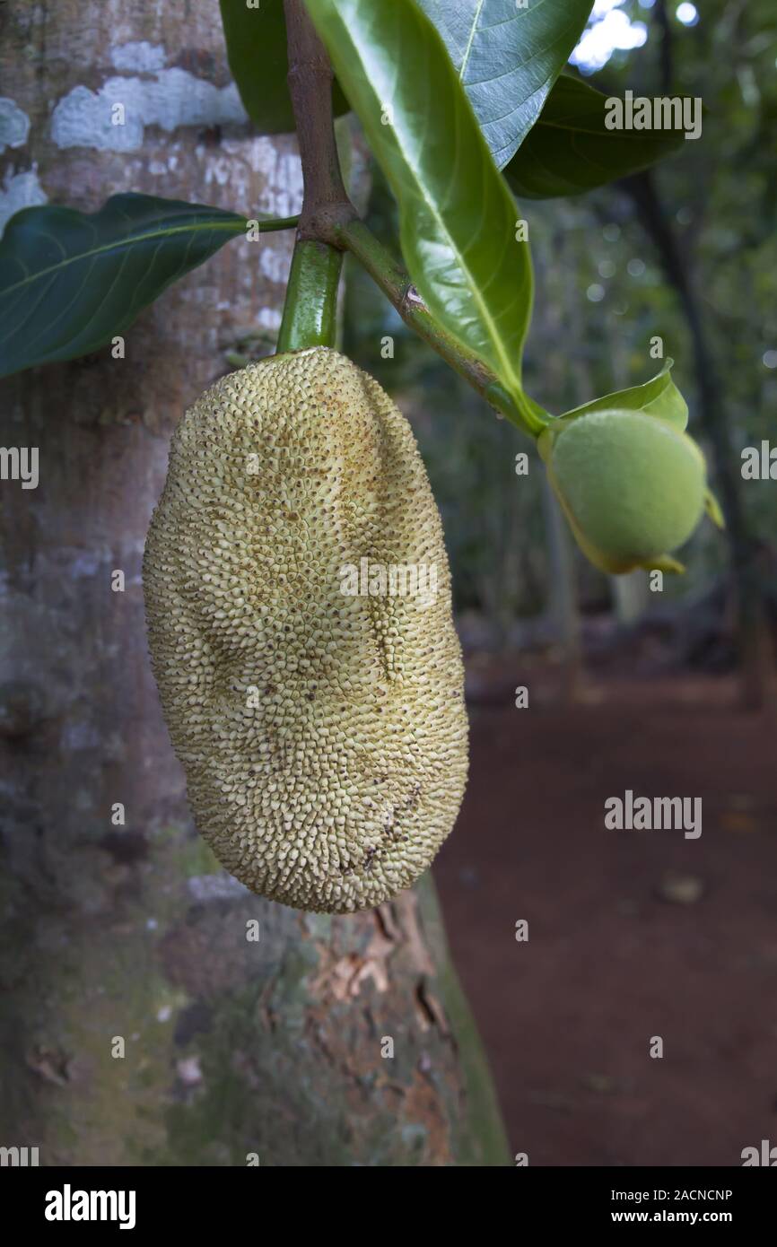 Yakfruit hi-res stock photography and images - Alamy