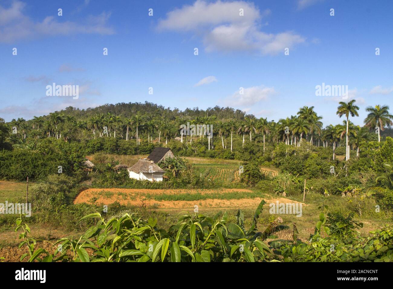 Landscape in Cuba Stock Photo - Alamy