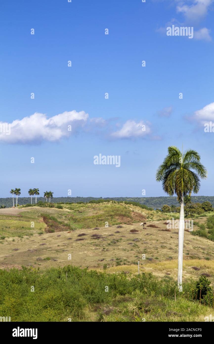 Landscape in Cuba Stock Photo - Alamy