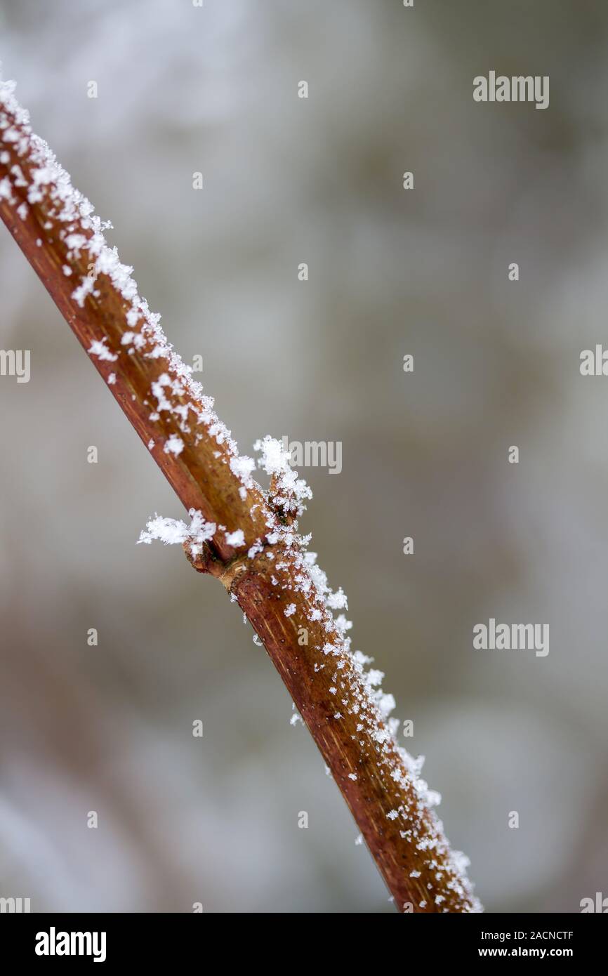 Icy magic hi-res stock photography and images - Alamy