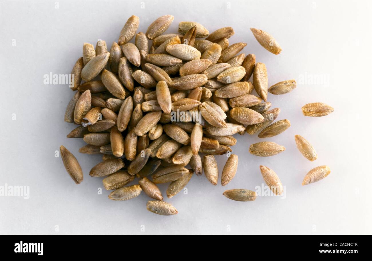 Wheat (Triticum sp.) grains Stock Photo - Alamy