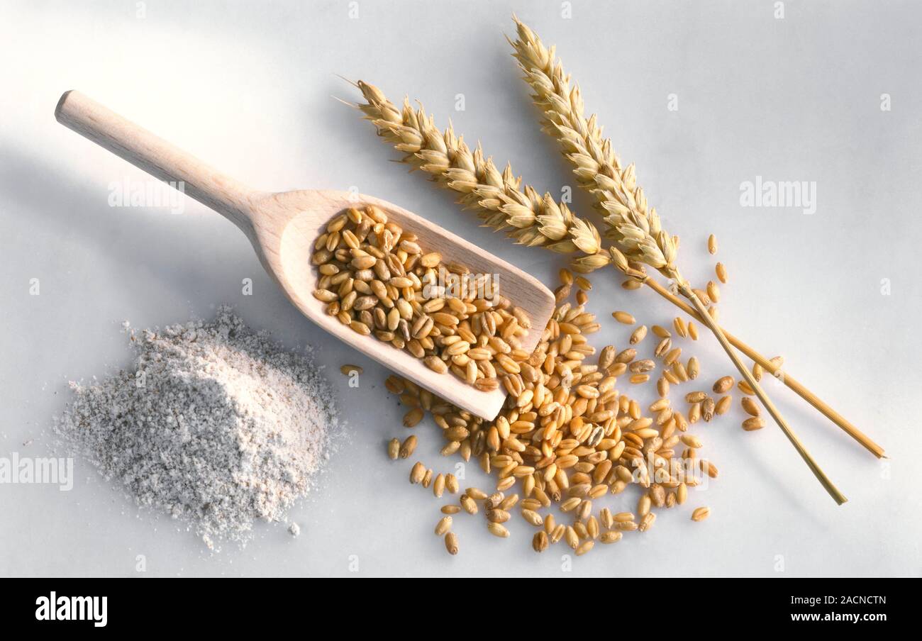 Wheat (Triticum sp.). Seen here are: ears of wheat (top), wheat grain ...