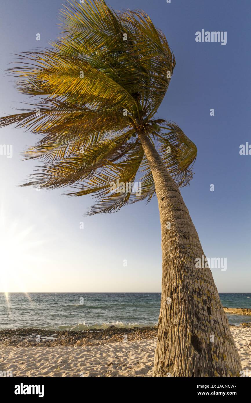Palm tree in the wind hi-res stock photography and images - Alamy