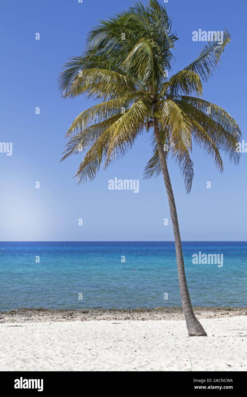 Palm tree on the beach, Cuba Stock Photo - Alamy